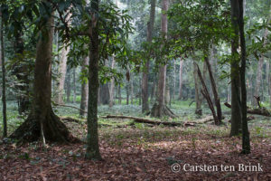 22 Best Things To Do In Cote D'Ivoire - Dream Africa